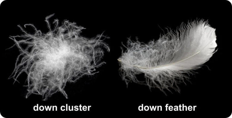 Feather vs. Down Pillows: In-Detail Comparison (Winter 2024)
